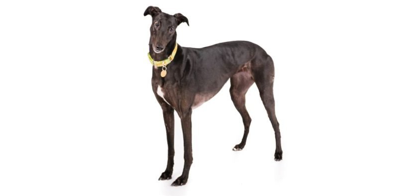 Aussie greyhounds to be adopted by retired US police - The Big Smoke