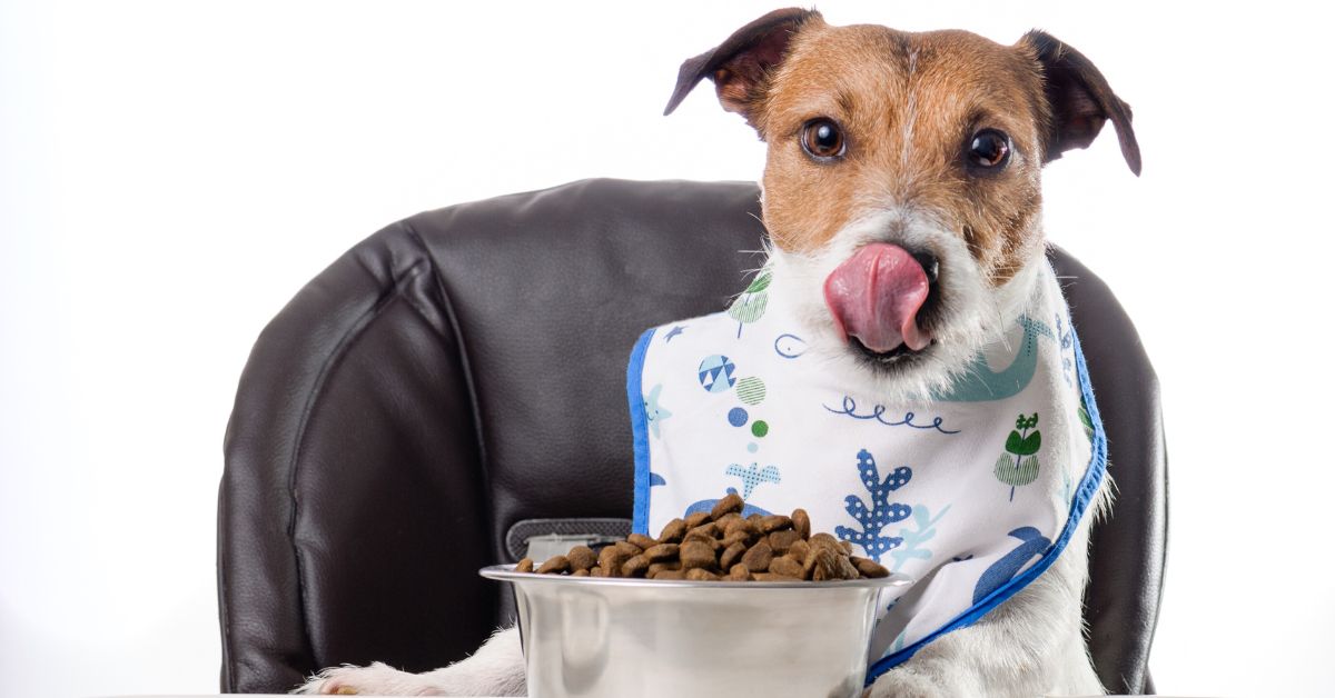 Doggonit! Our pet pooches act out of love for food – not for owners ...