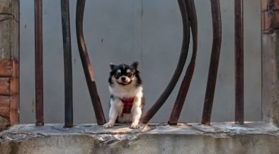 Punishment, pet care, and penitentiaries – Pets in prison rehabbing ...