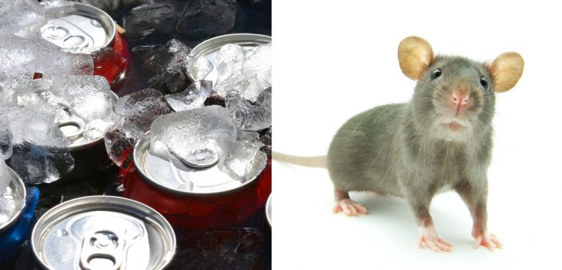 Rats demonstrably stupider after downing sugary soda for two months ...