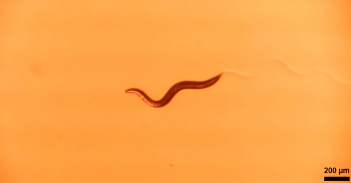 Scientists have created worms that kill cancer, in vitro - The Big Smoke