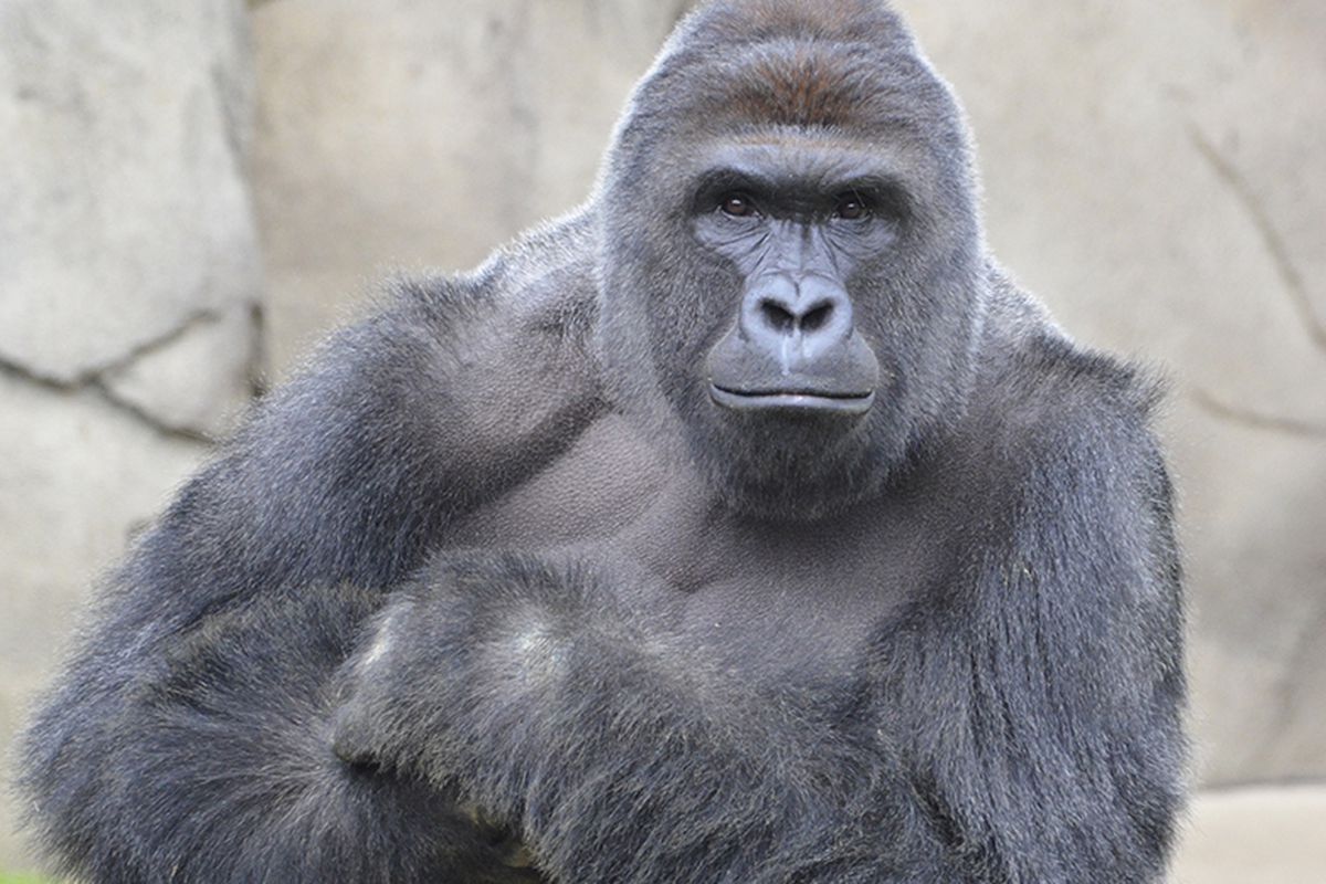 It's been five years since the Harambe episode - The Big Smoke